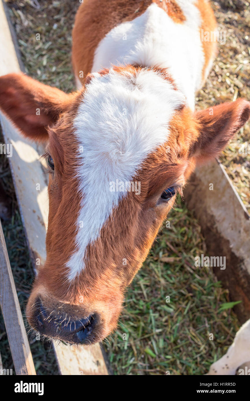 Baby kuh kalb -Fotos und -Bildmaterial in hoher Auflösung – Alamy