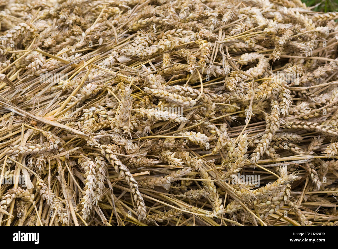 Triticum aestivum brotweizen -Fotos und -Bildmaterial in hoher ...