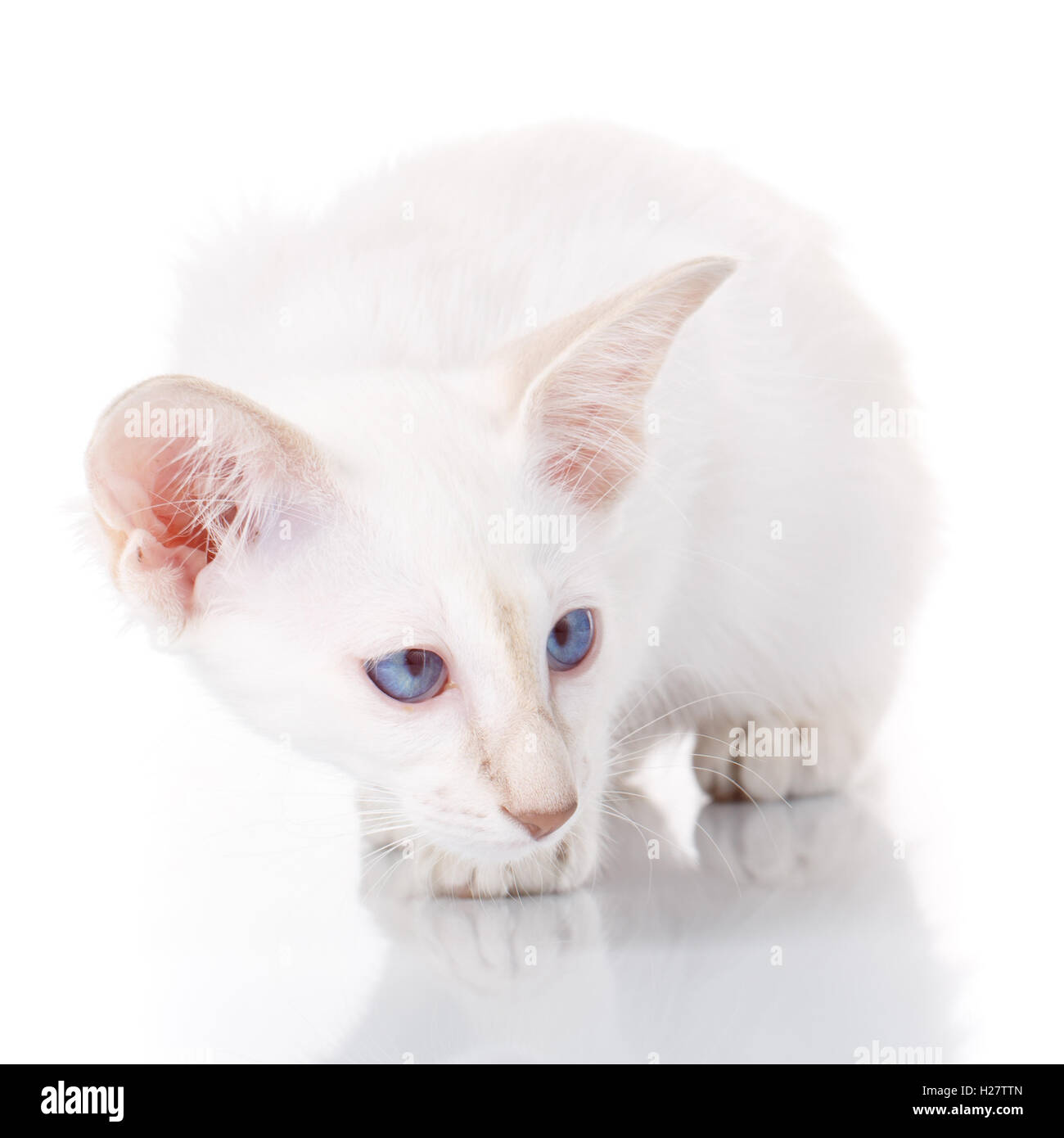 Blue point siamese cat -Fotos und -Bildmaterial in hoher Auflösung – Alamy