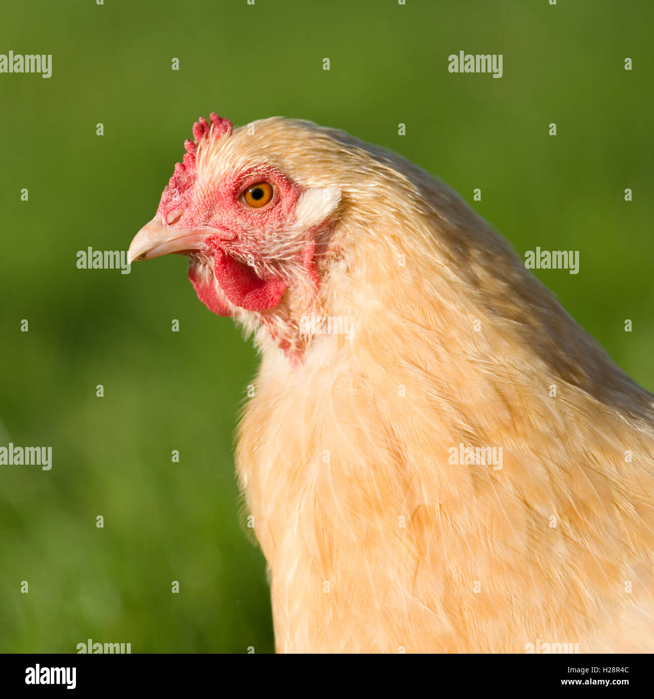 Erwachsenes huhn -Fotos und -Bildmaterial in hoher Auflösung – Alamy