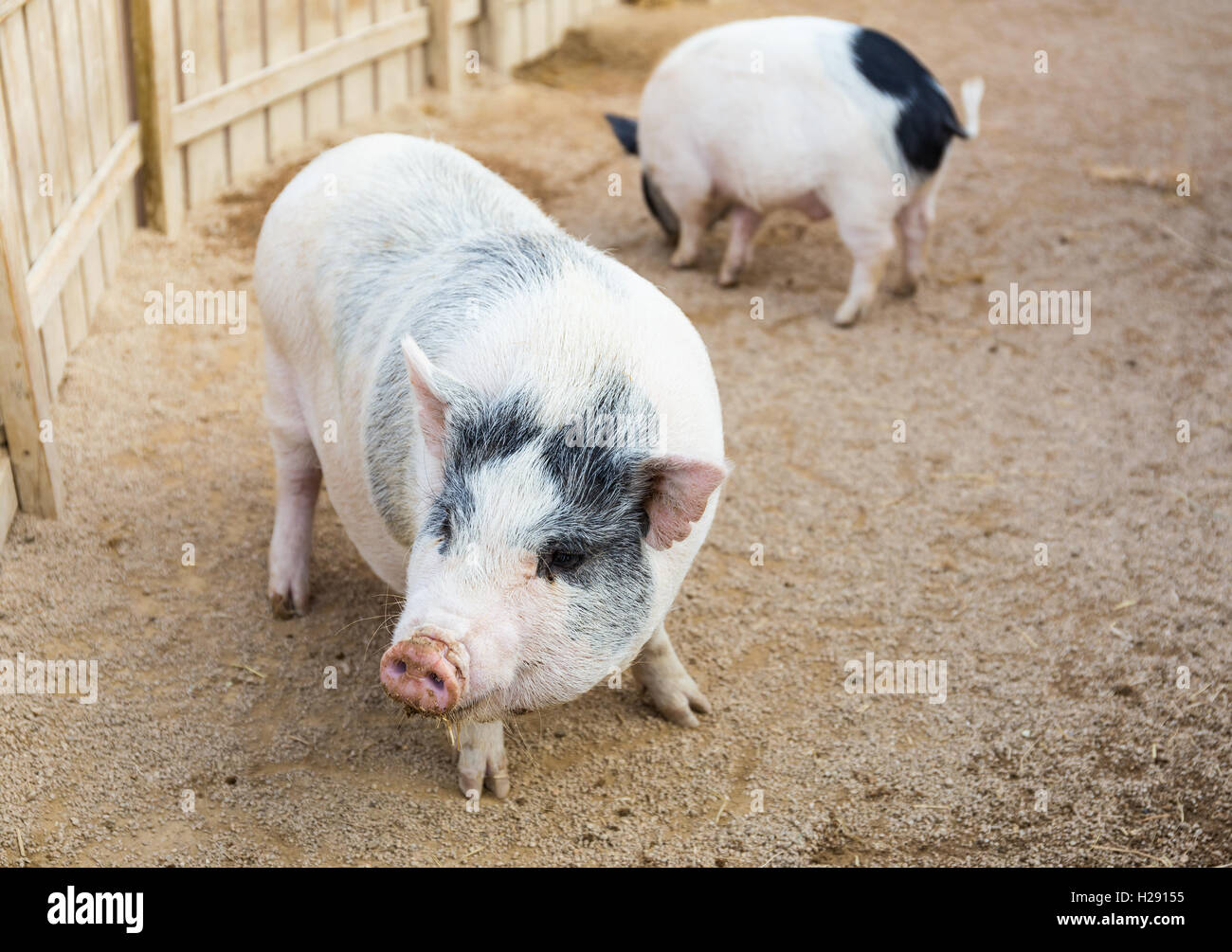Porky das schwein -Fotos und -Bildmaterial in hoher Auflösung – Alamy