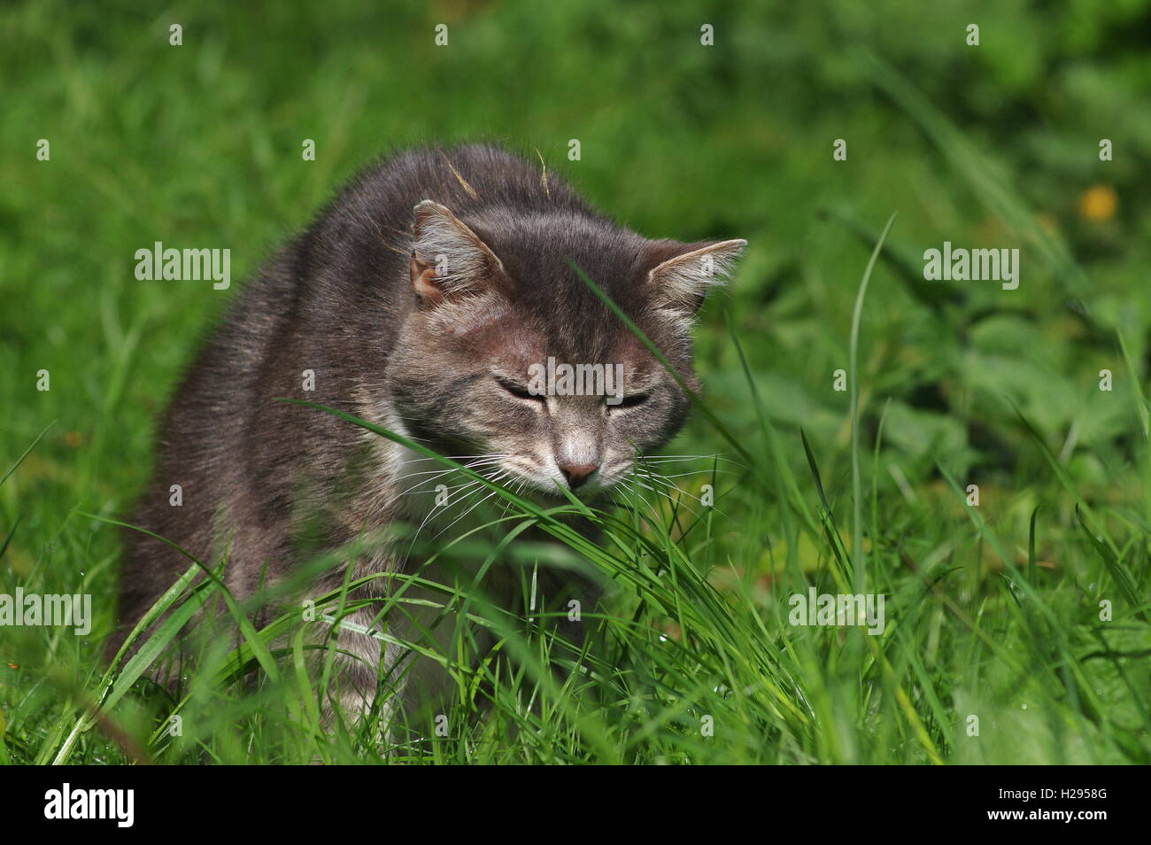 Katzengras riechen -Fotos und -Bildmaterial in hoher Auflösung – Alamy
