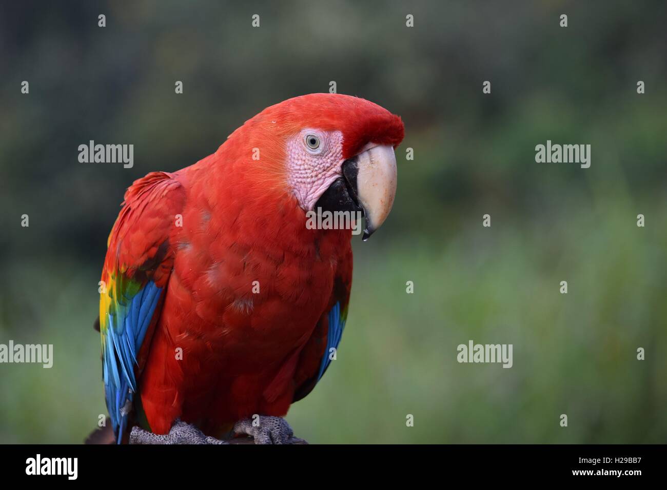 Papagei, Fauna, Flora, Dschungel, Regenwald, Manu, Peru Stockfotografie ...