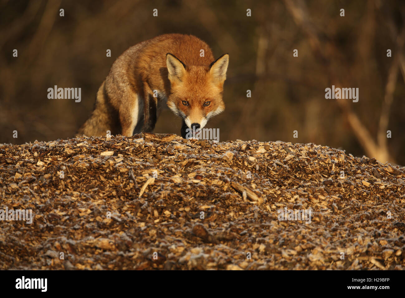 Eine Jagd Wild Fox (Vulpes Vulpes Stockfotografie - Alamy