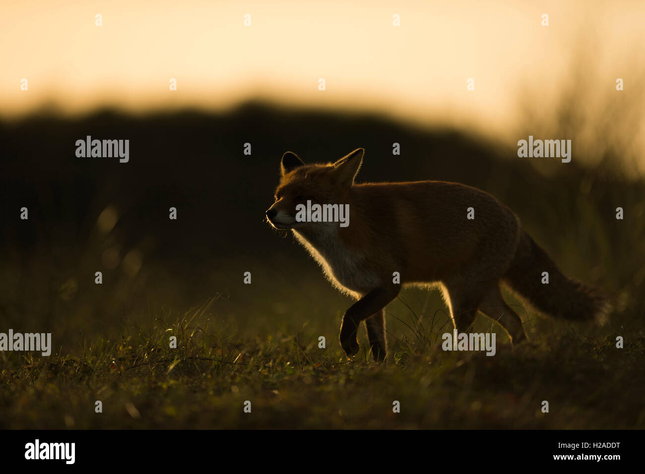 Rotfuchs lebensraum tierfoto -Fotos und -Bildmaterial in hoher ...