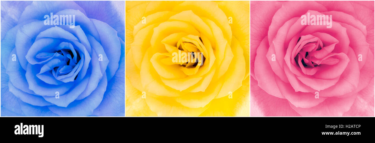 Drei bunte rosen -Fotos und -Bildmaterial in hoher Auflösung – Alamy