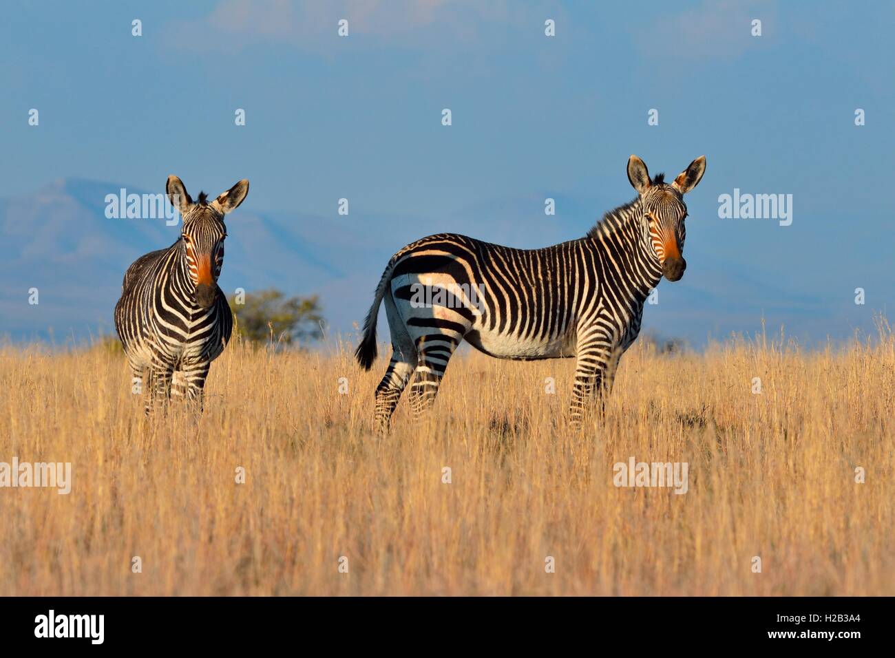 Cape Mountain Zebras (Equus Zebra Zebra), stehend in den Trockenrasen ...