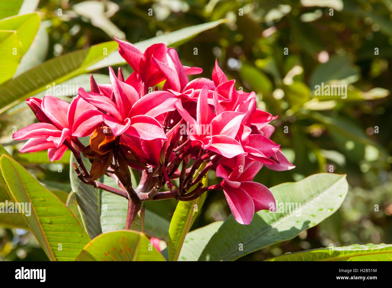 West indischer frangipani -Fotos und -Bildmaterial in hoher Auflösung ...