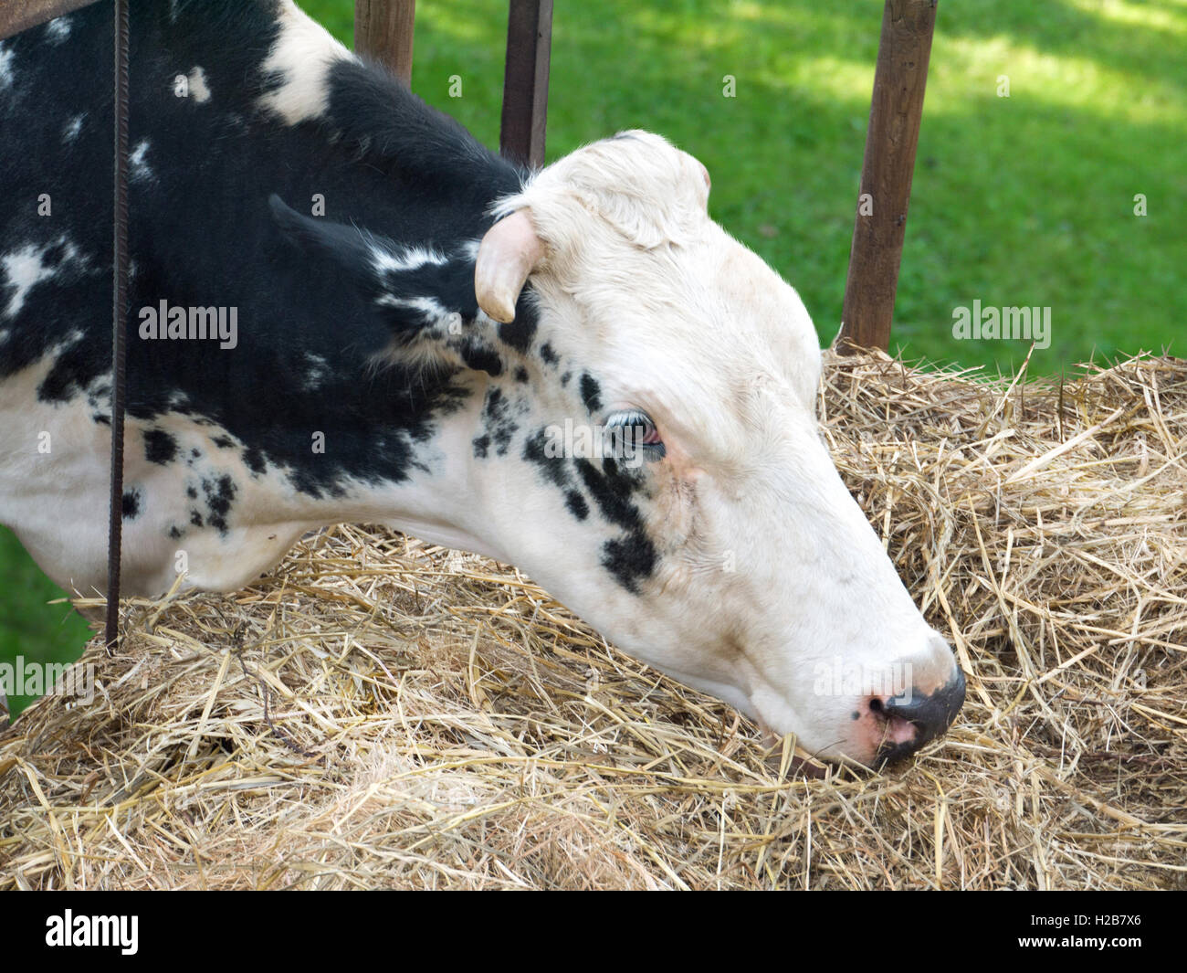 Schwarz / Weiß Kuh frisst Heu aus der Krippe Stockfotografie - Alamy