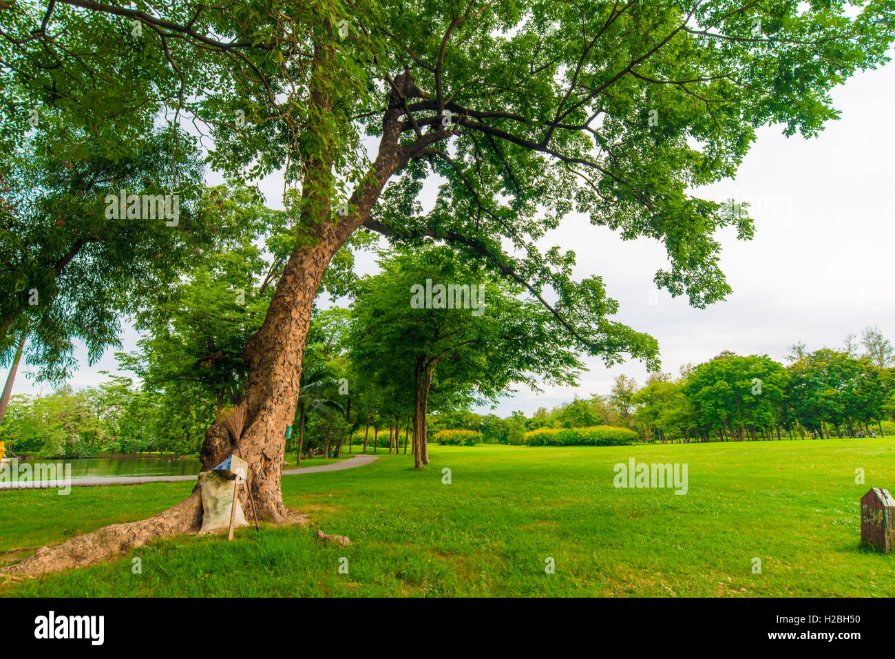 Grüne Wiese mit Baum im Stadtpark, der wunderschöne Park abends zur ...