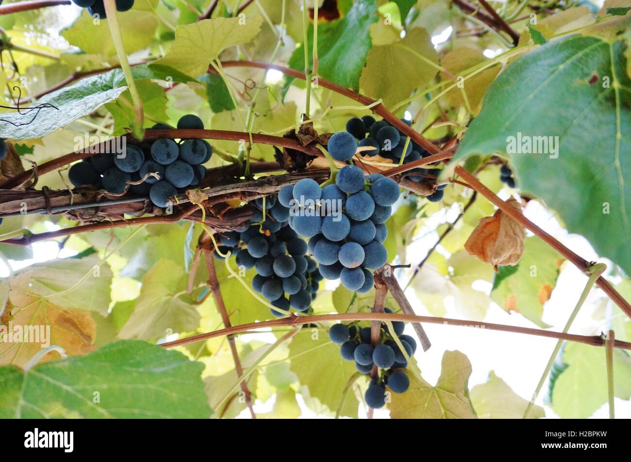 Concord trauben -Fotos und -Bildmaterial in hoher Auflösung – Alamy