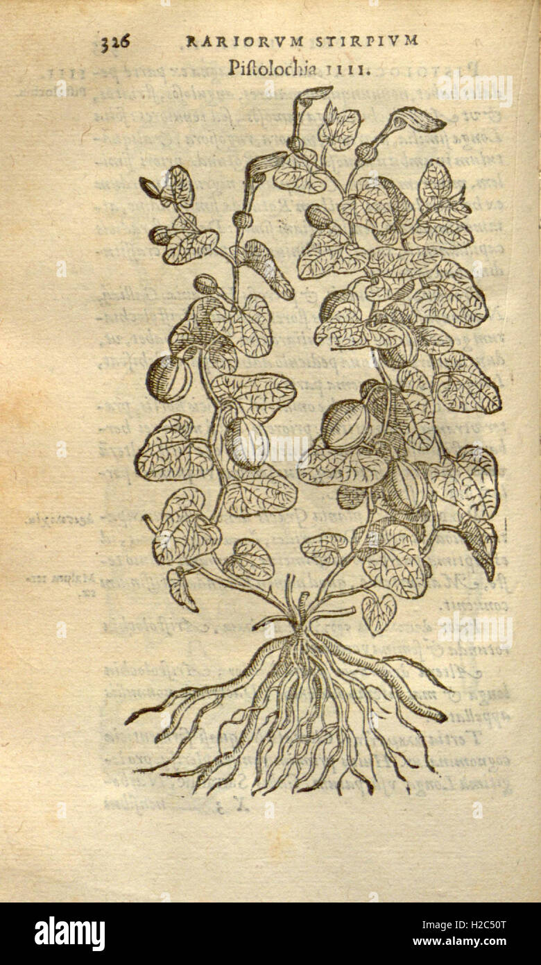Ein botanisches Werk von Carolus Clusius zur Dokumentation seltener Pflanzenarten in Spanien ...