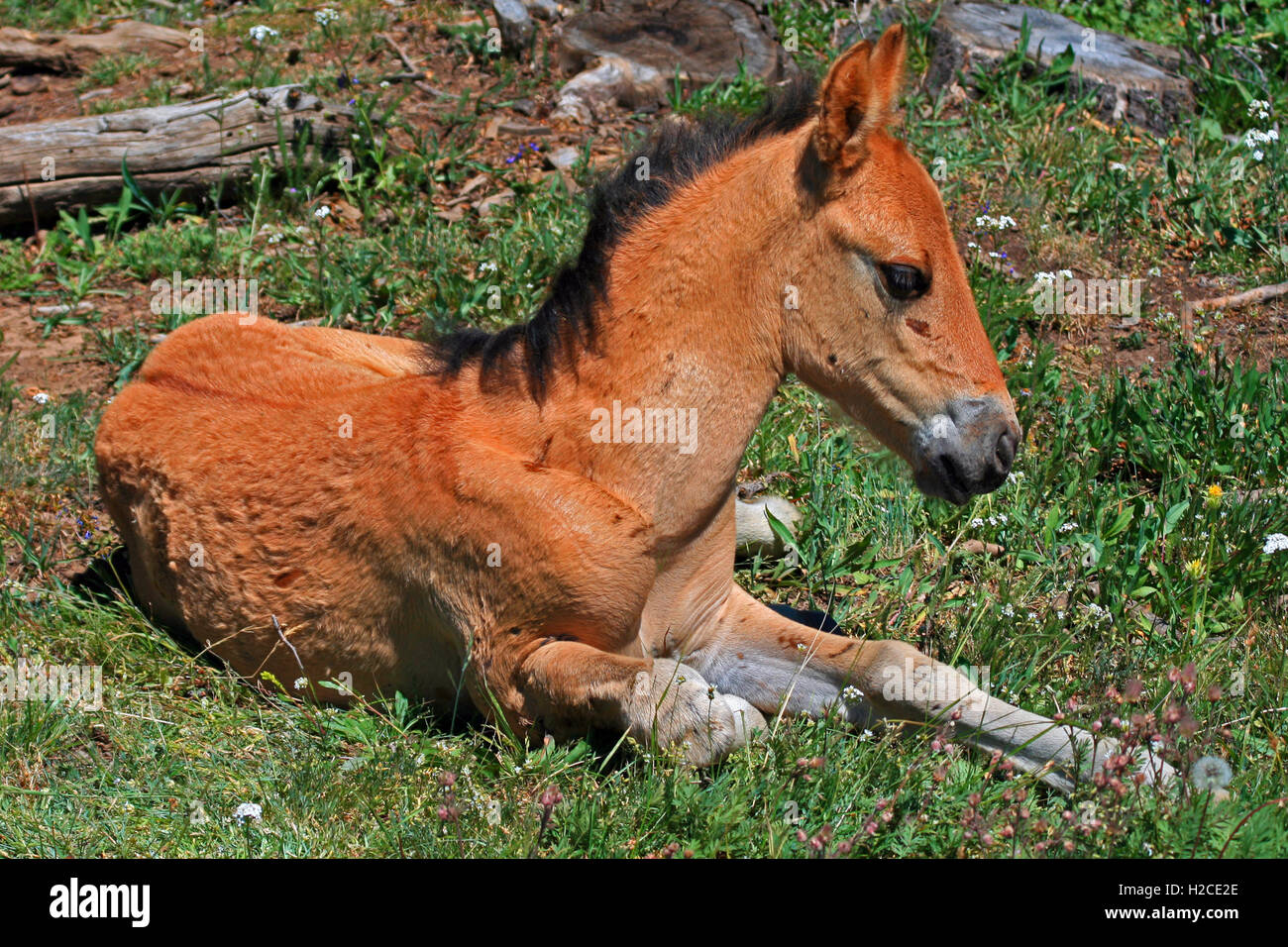 Wildes Pferd Mustang Buckskin Baby Fohlen legen der Rasen auf Pryor ...