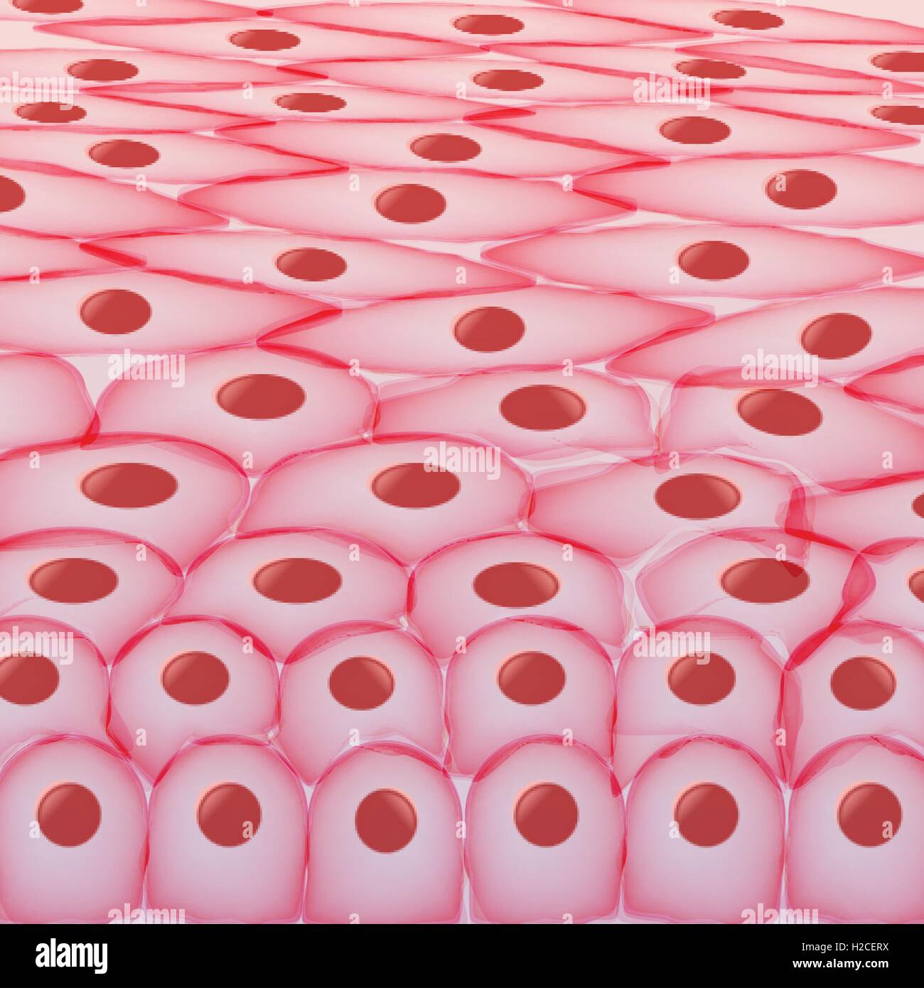 Basal lamina Stock-Vektorgrafiken kaufen - Alamy