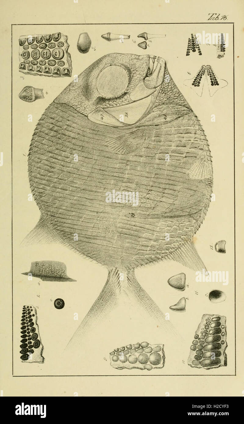 Das Handbuch der Petrefaktenkunde befasst sich mit versteinerten ...