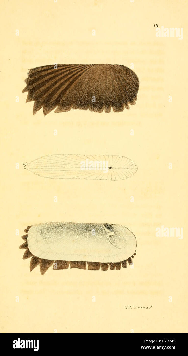 Diese Platte aus der „American Marine Conchology“ zeigt verschiedene ...