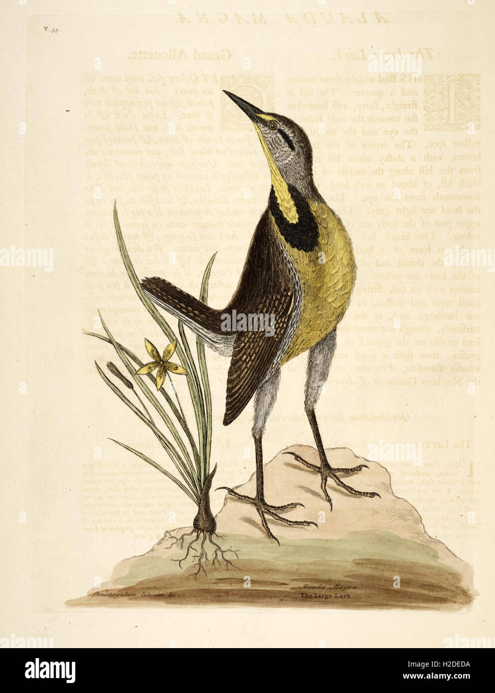 Diese naturgeschichtliche Arbeit umfasst die Flora und Fauna der ...