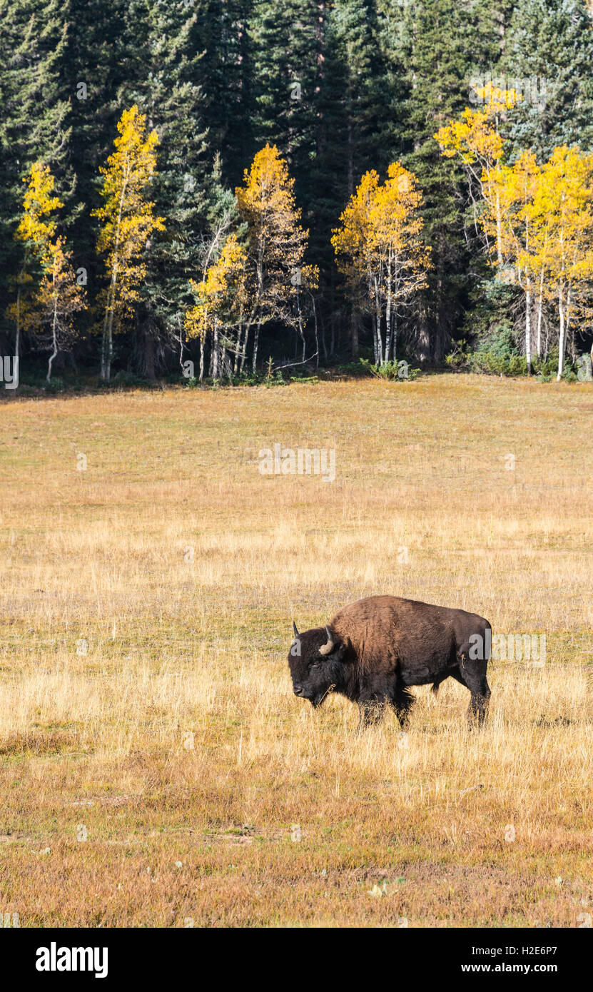 Beefalo oder cattalo -Fotos und -Bildmaterial in hoher Auflösung – Alamy