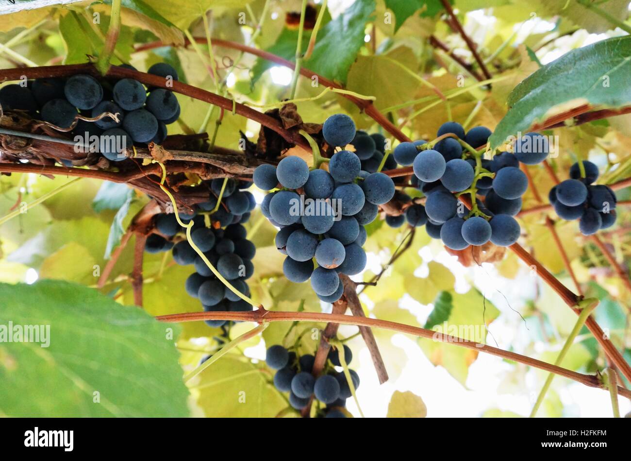 Concord trauben -Fotos und -Bildmaterial in hoher Auflösung – Alamy