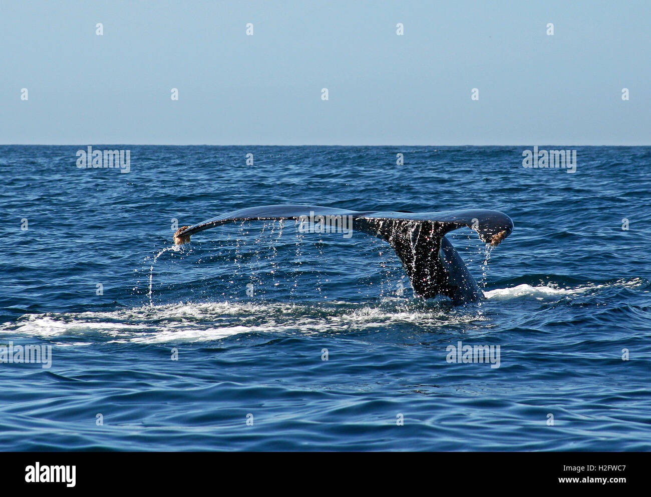 Buckelwal plantschen mit seinem fluke -Fotos und -Bildmaterial in hoher ...