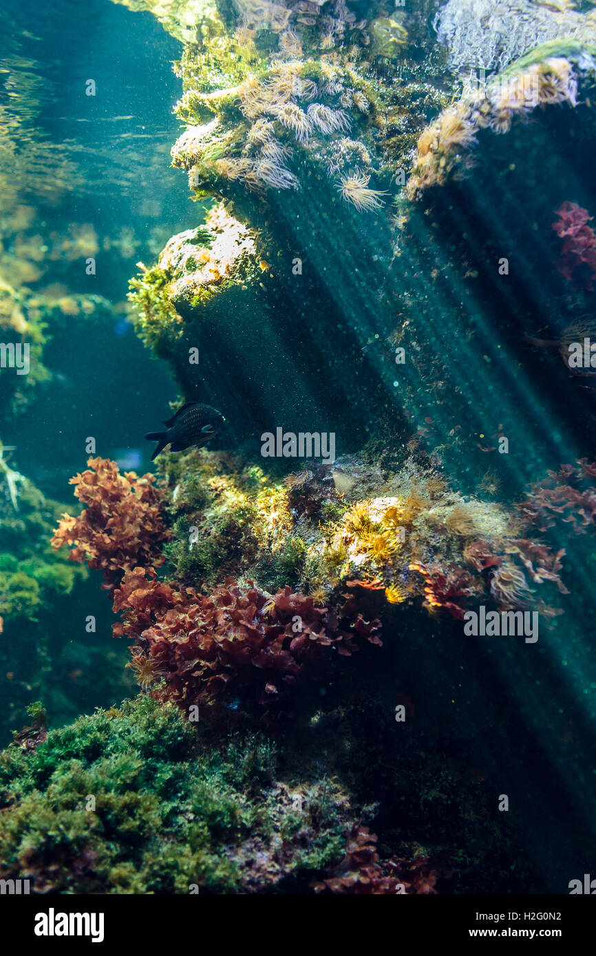 Riff-Ökosystem unter Wasser mit Snakelocks Anemone und Pflanzen ...