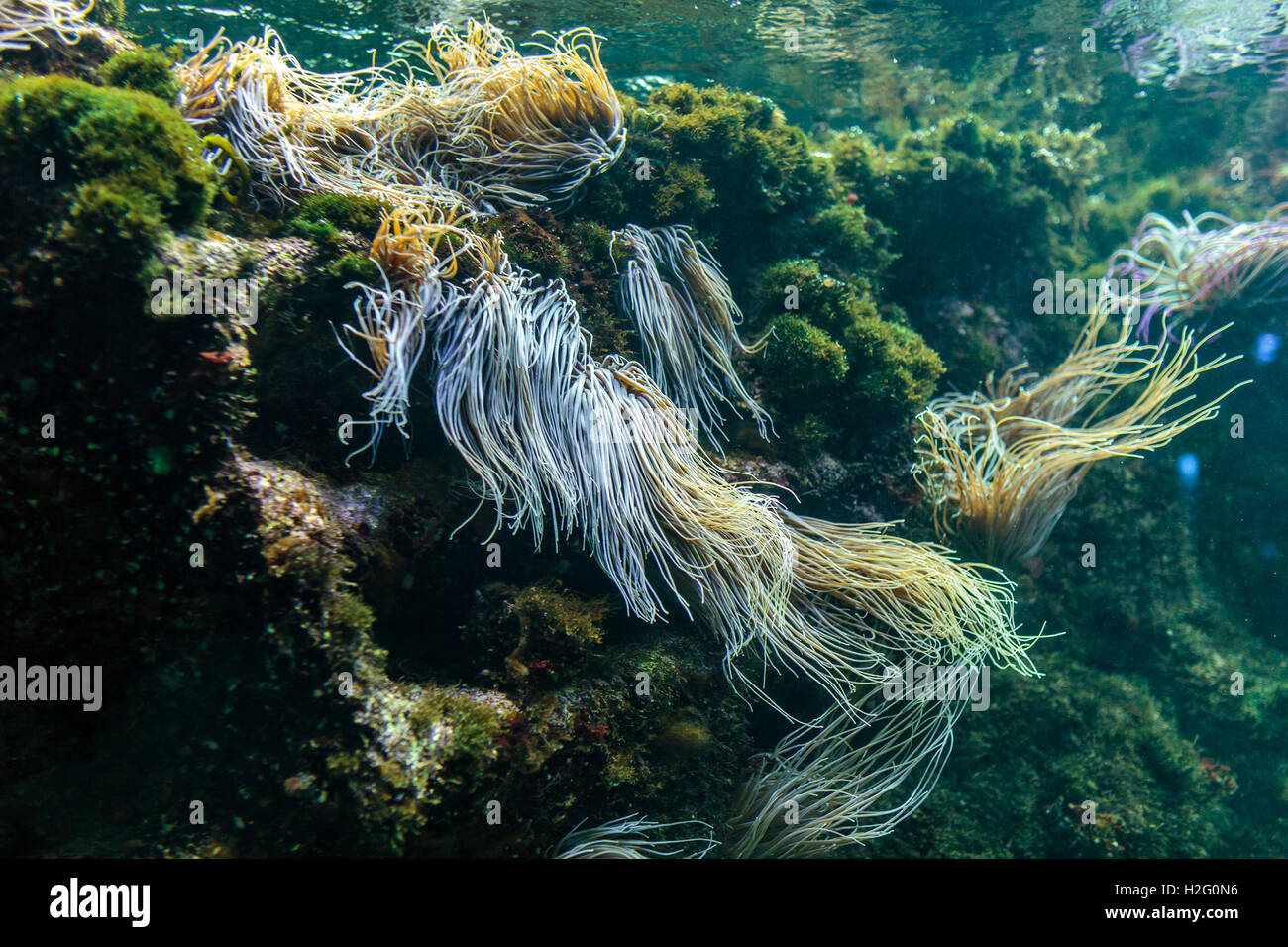 Riff-Ökosystem unter Wasser mit Snakelocks Anemone und Pflanzen ...