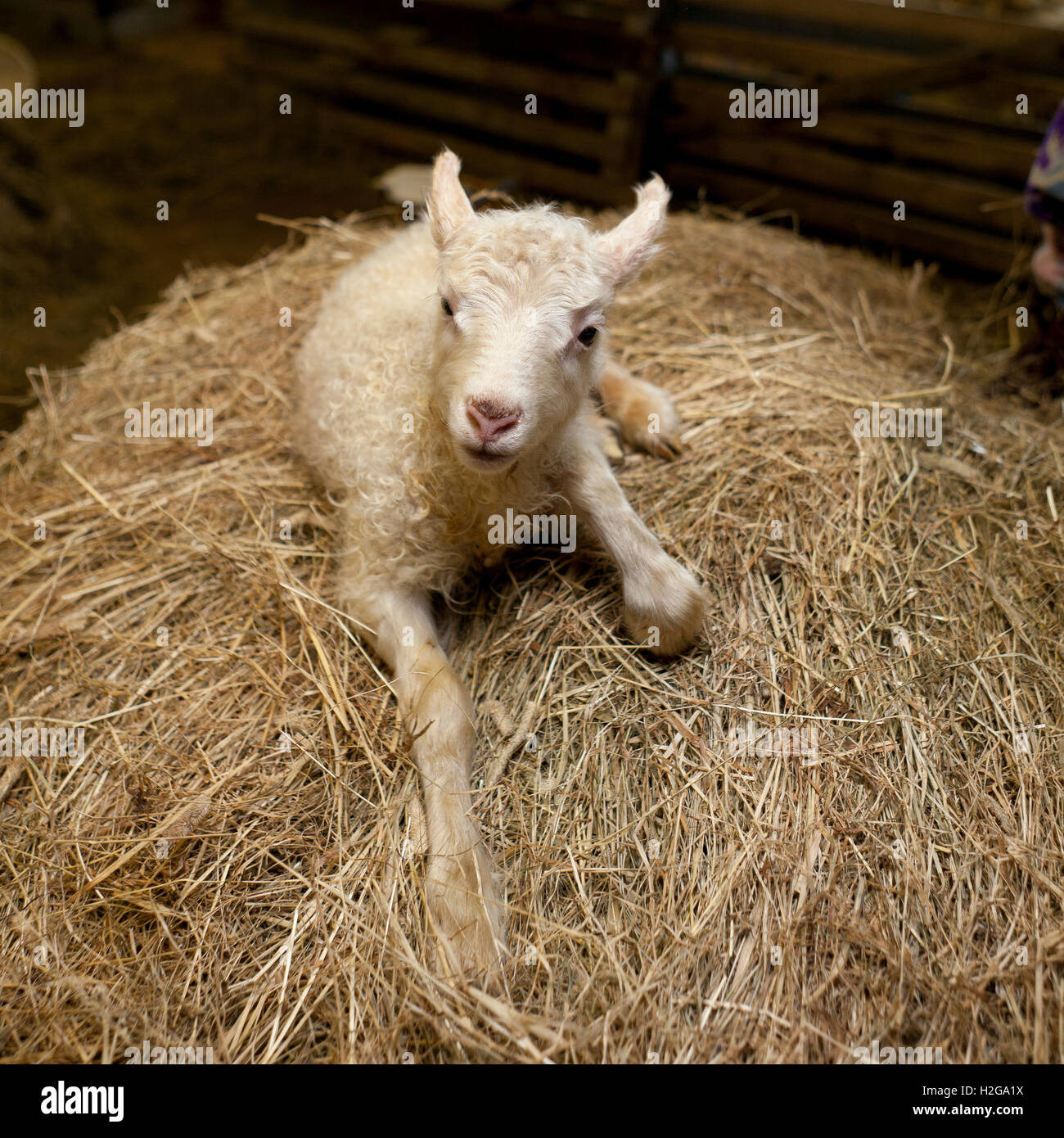 Junges lamm -Fotos und -Bildmaterial in hoher Auflösung – Alamy