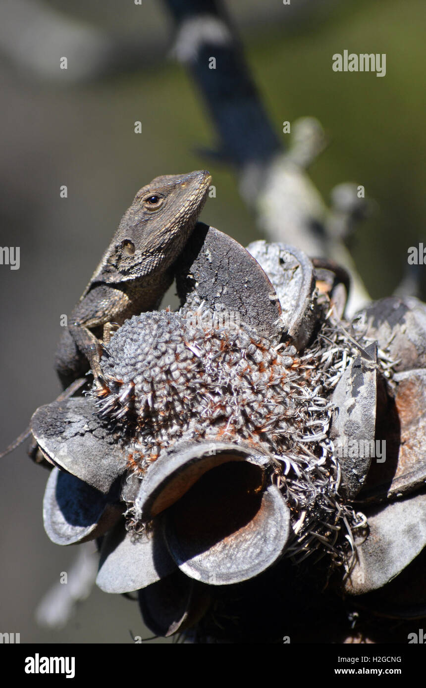 Amphibolurus muricatus -Fotos und -Bildmaterial in hoher Auflösung – Alamy