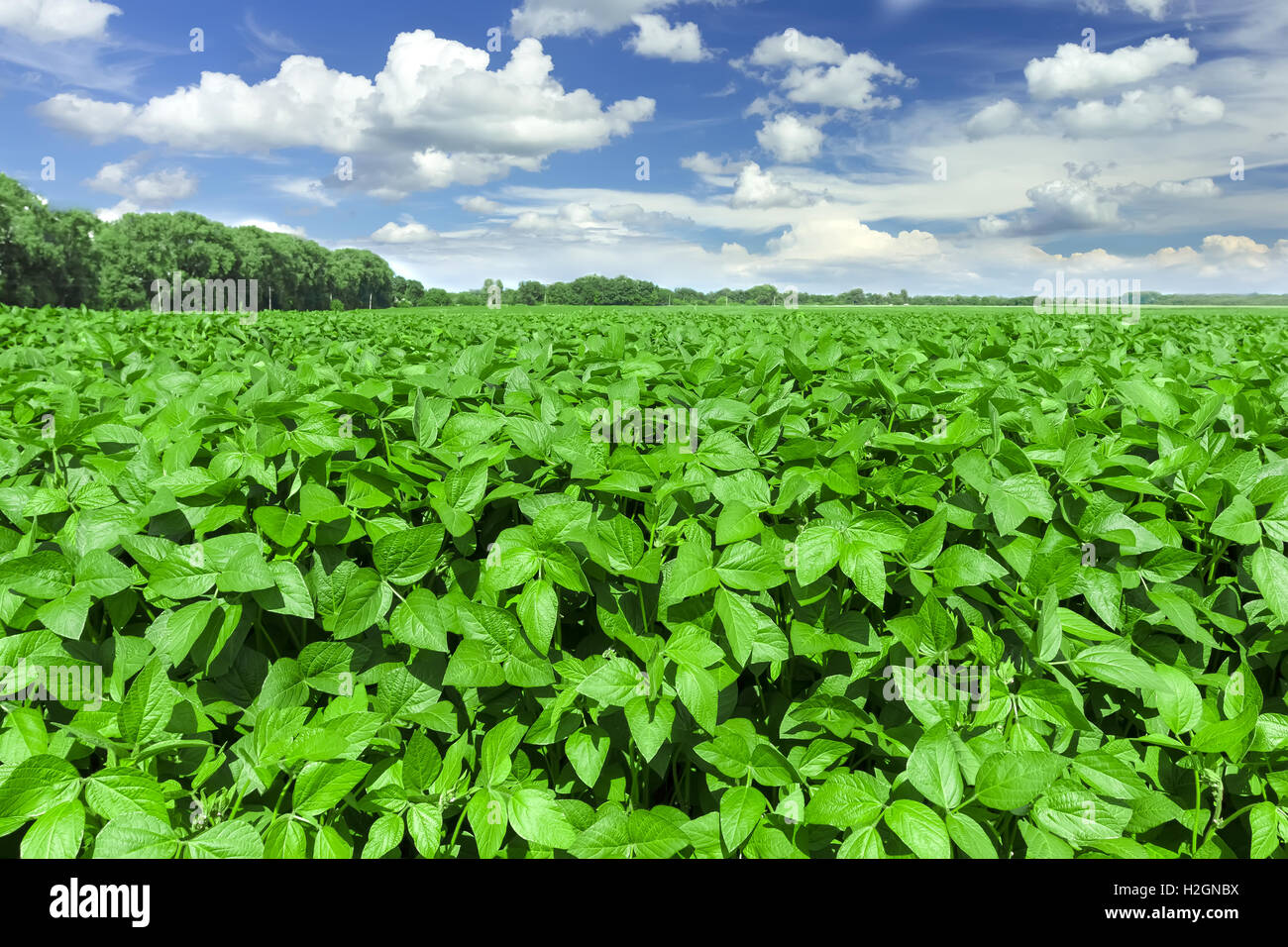 Blauer bohnenstrauch -Fotos und -Bildmaterial in hoher Auflösung – Alamy