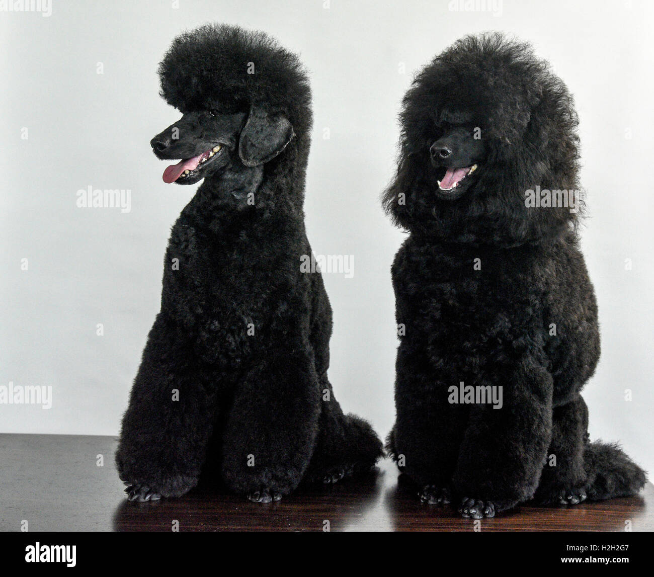Schwarzer Standard Pudel Stockfotos und -bilder Kaufen - Alamy