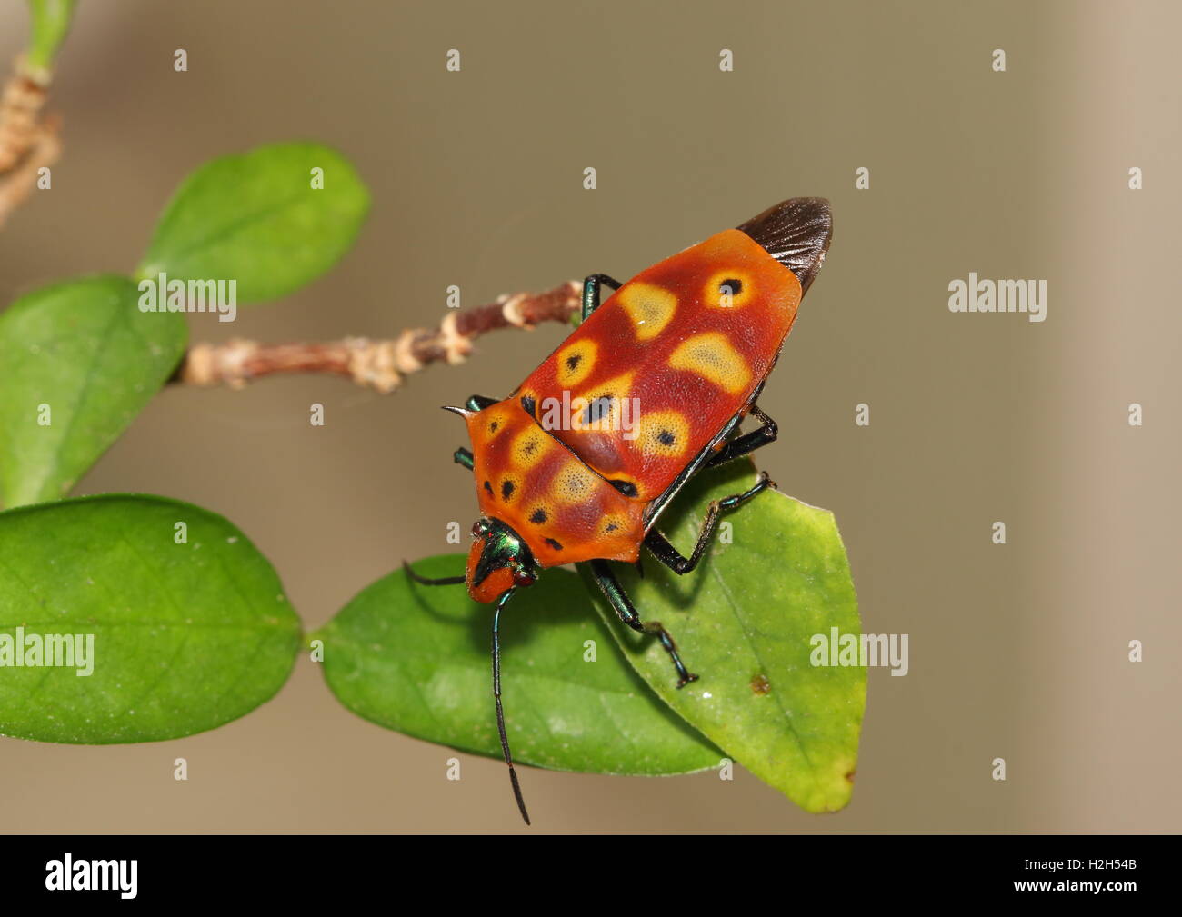 Schwarze stinkwanze -Fotos und -Bildmaterial in hoher Auflösung – Alamy