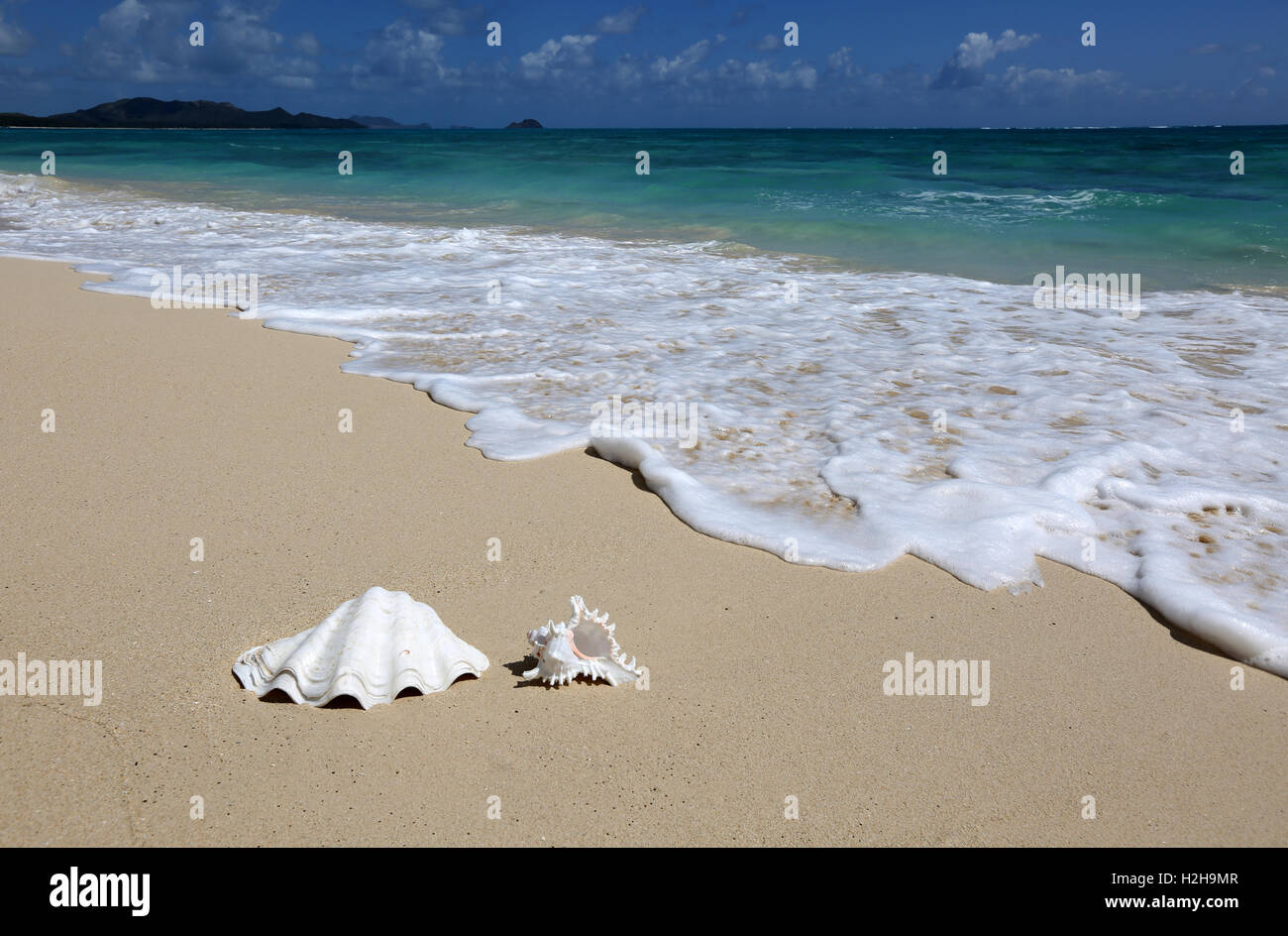 Sandstrand mit muscheln -Fotos und -Bildmaterial in hoher Auflösung – Alamy