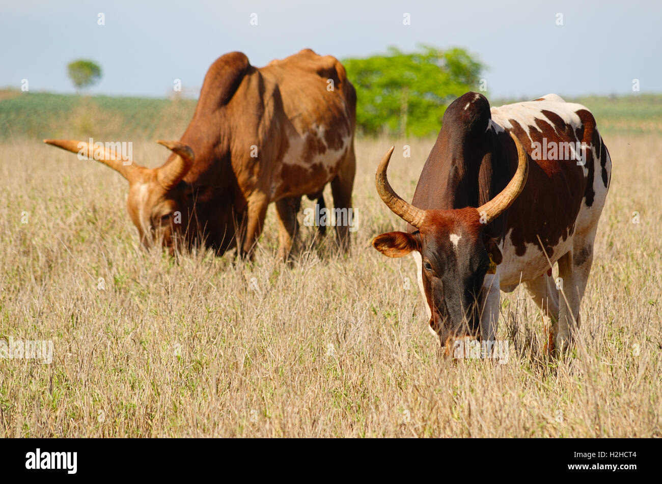 Zebu horn -Fotos und -Bildmaterial in hoher Auflösung – Alamy