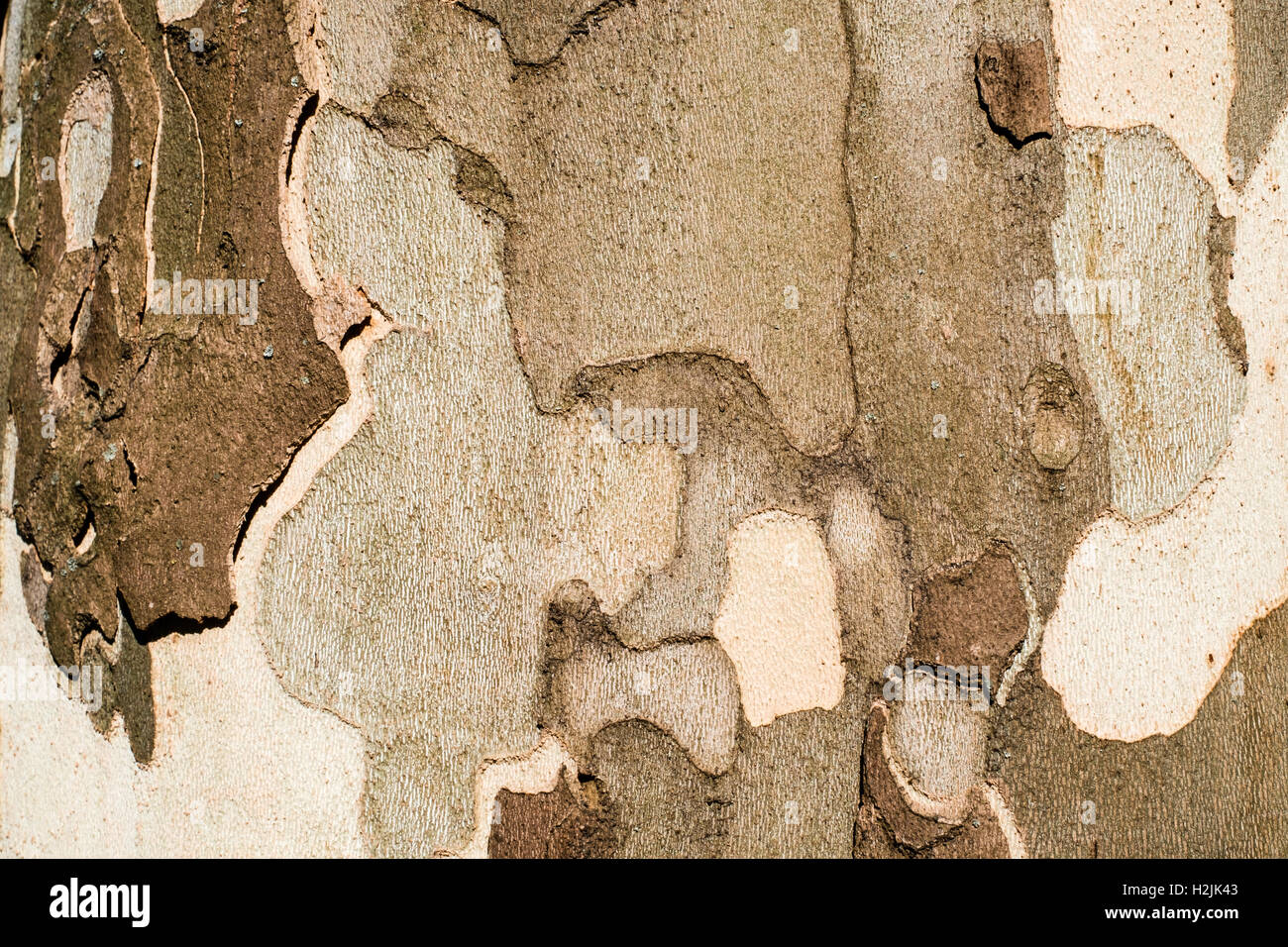 Platanen rinde -Fotos und -Bildmaterial in hoher Auflösung – Alamy