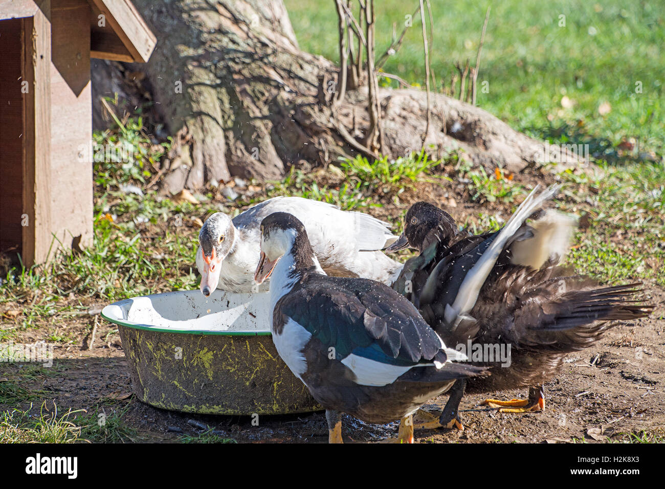 Enten trinken -Fotos und -Bildmaterial in hoher Auflösung – Alamy