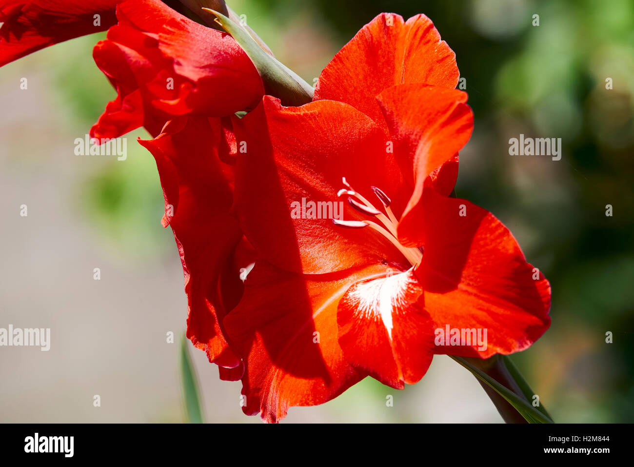Red gladiolus -Fotos und -Bildmaterial in hoher Auflösung – Alamy