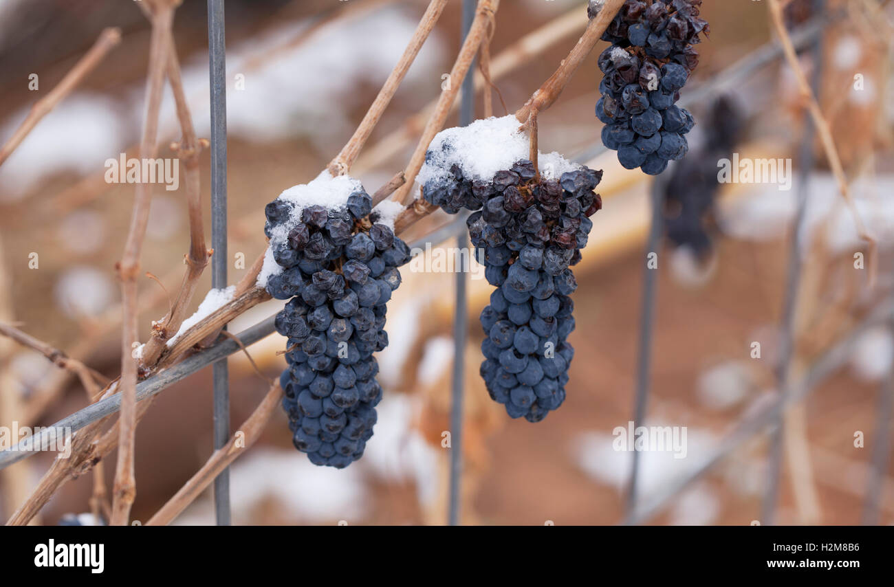 Weintrauben spalier -Fotos und -Bildmaterial in hoher Auflösung – Alamy