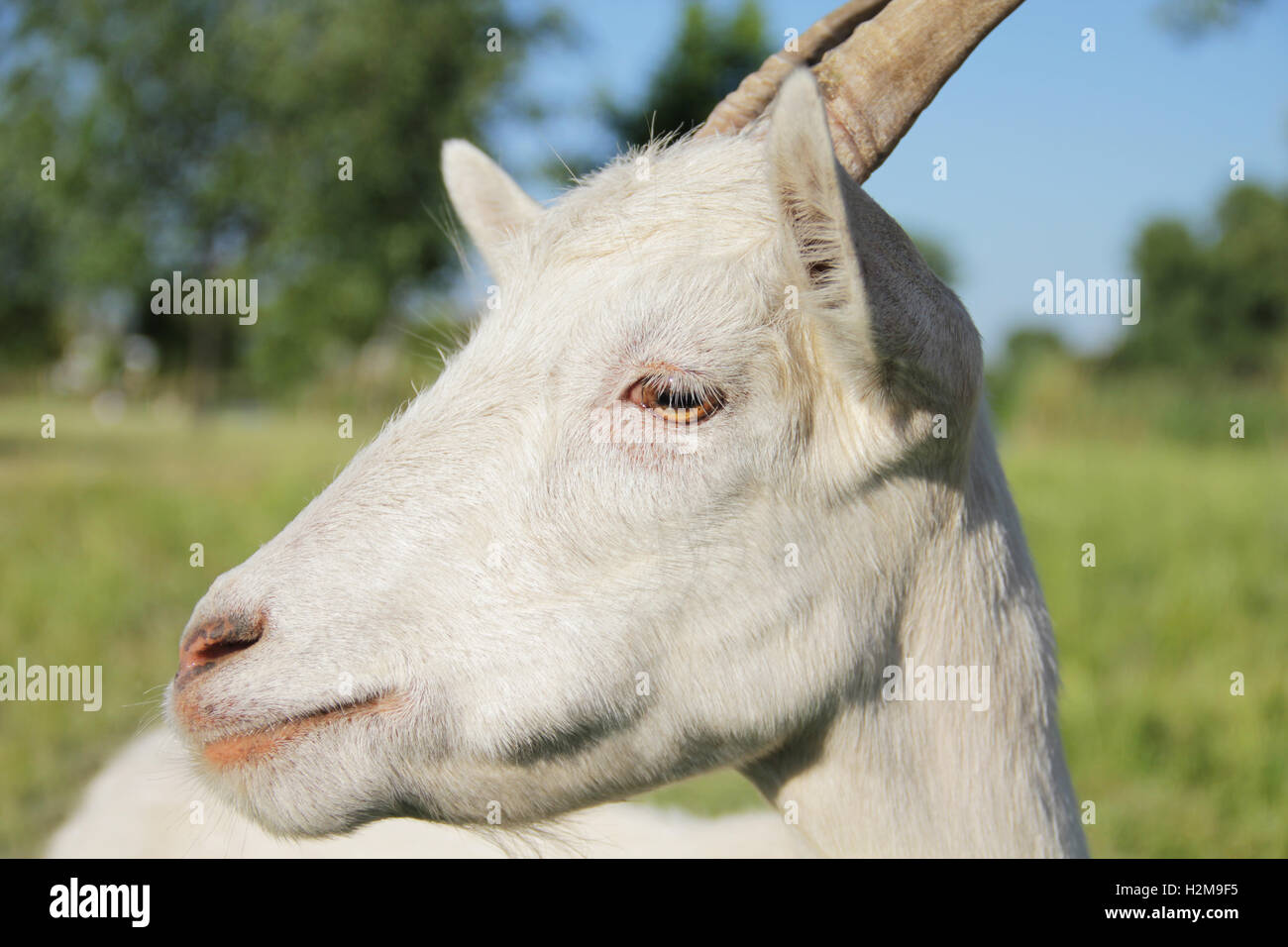 Ziege witzig -Fotos und -Bildmaterial in hoher Auflösung – Alamy