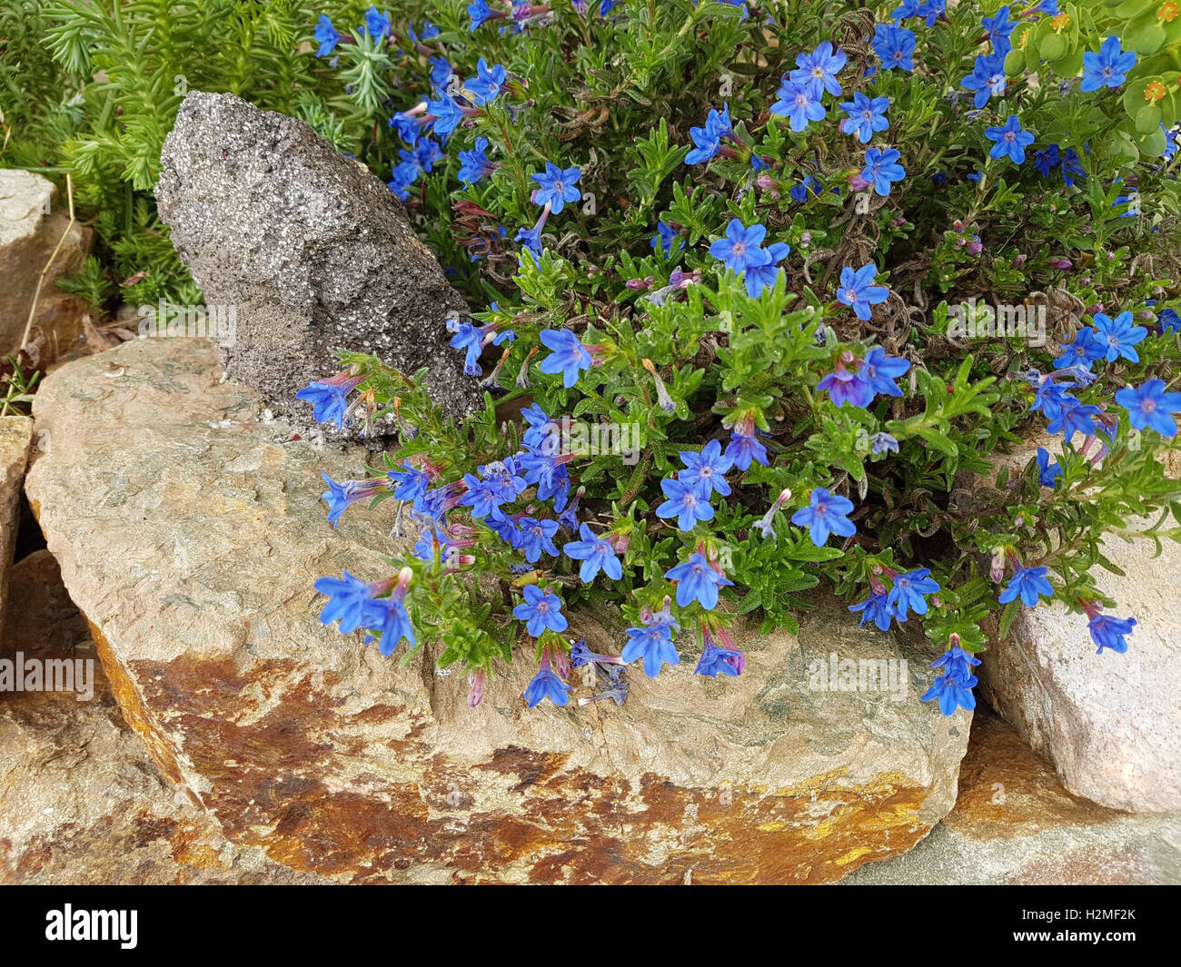 Purple gromwell buglossoides purpurocaerulea syn -Fotos und ...