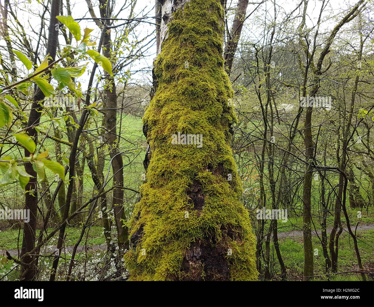 Moos flora -Fotos und -Bildmaterial in hoher Auflösung – Alamy