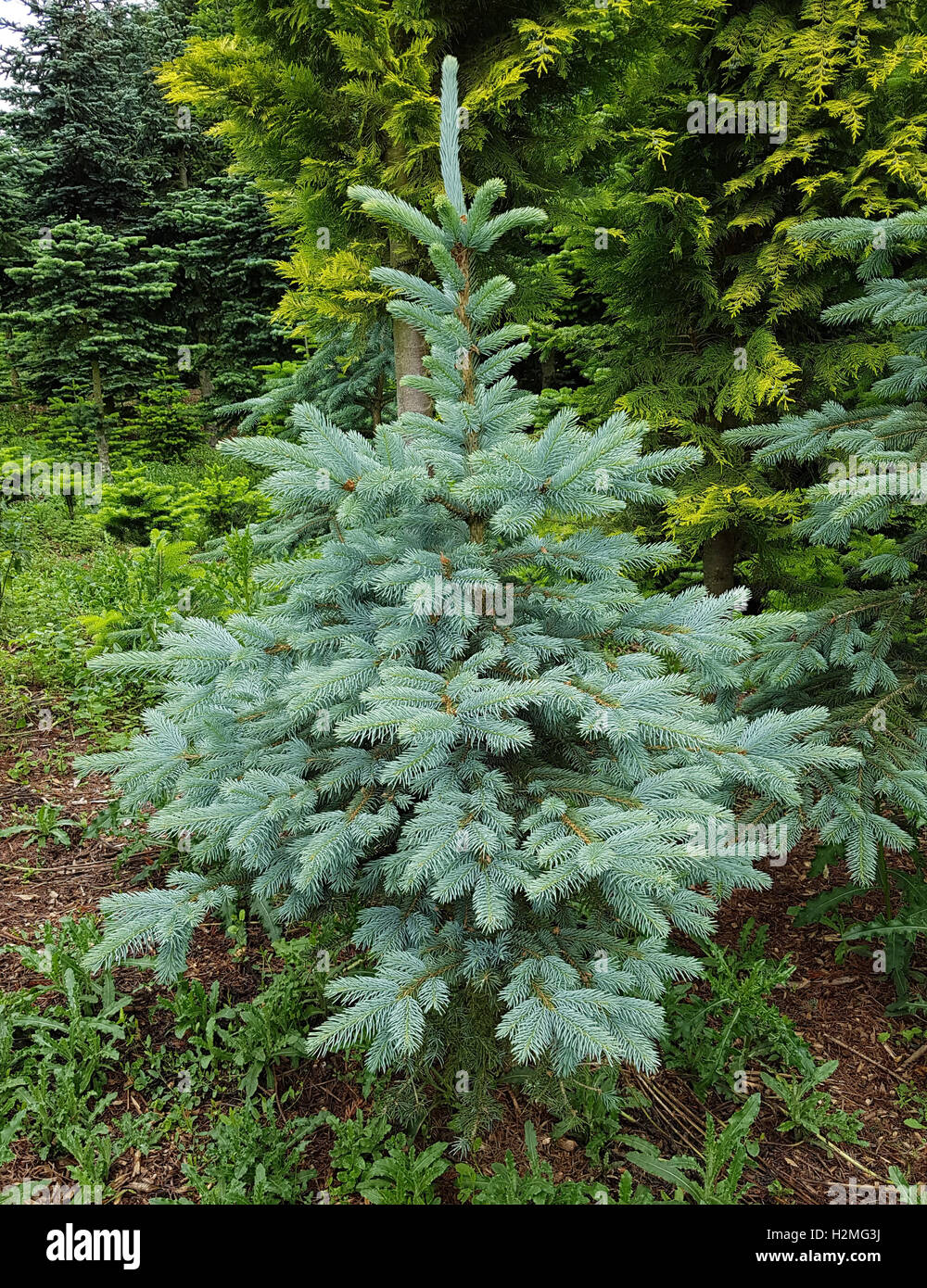 Blaufichte; Fichte; Picea; Pungens; Stechfichte Stockfotografie - Alamy