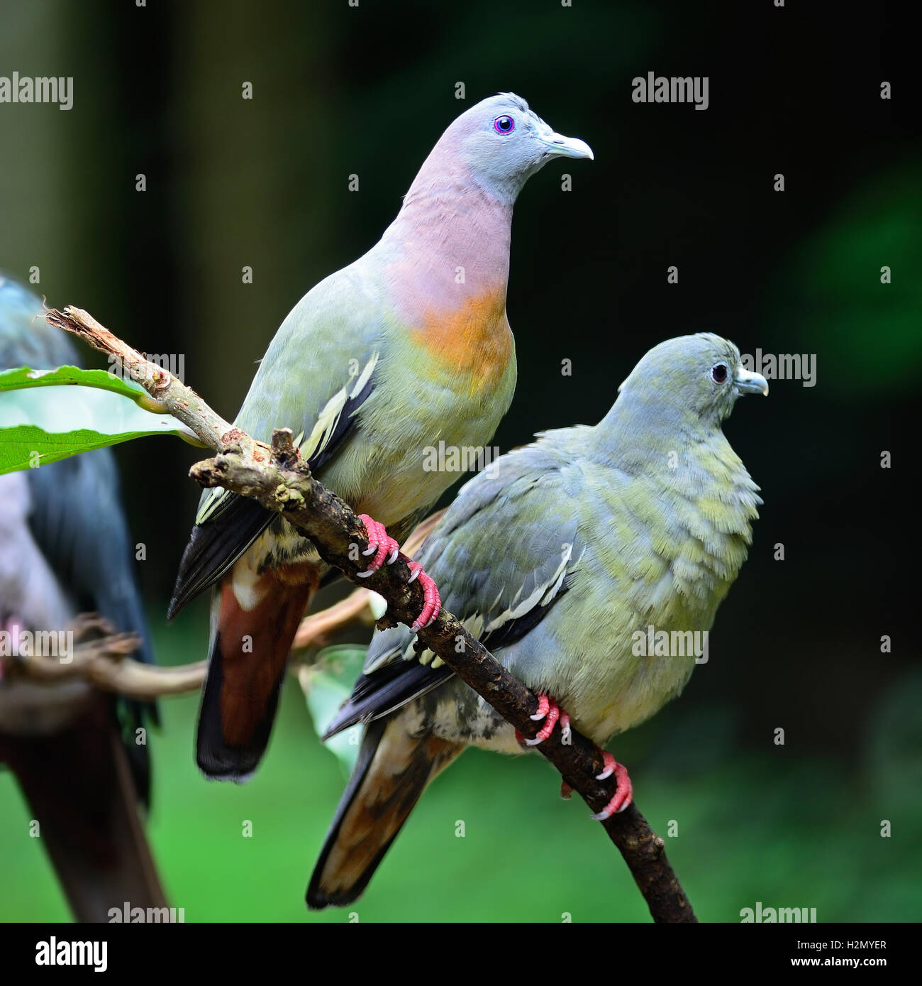 Rosa taube -Fotos und -Bildmaterial in hoher Auflösung – Alamy