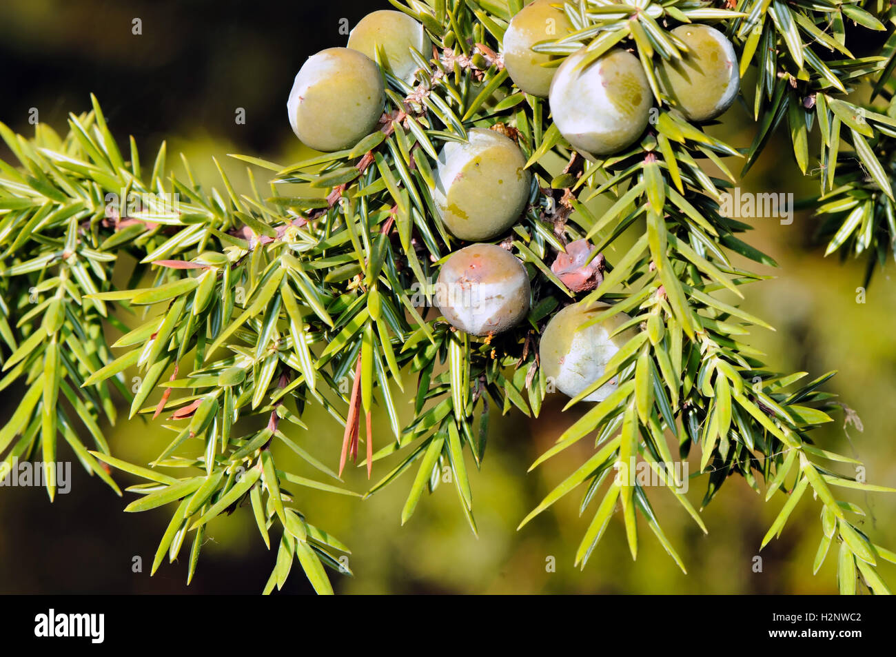 Wacholderbaum mit beeren wacholder communis -Fotos und -Bildmaterial in ...