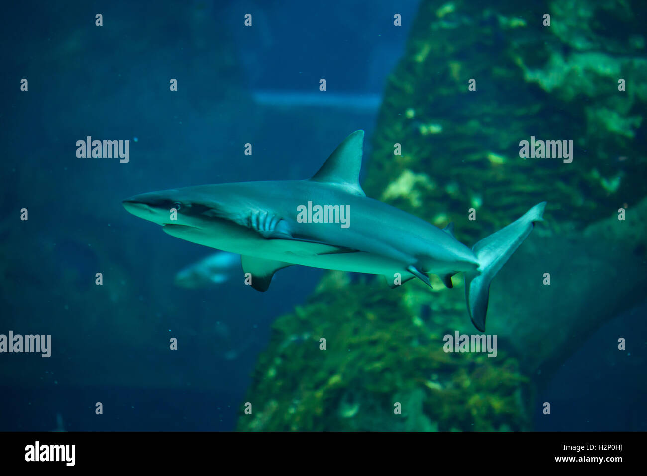 Vanuatu madagaskar -Fotos und -Bildmaterial in hoher Auflösung – Alamy