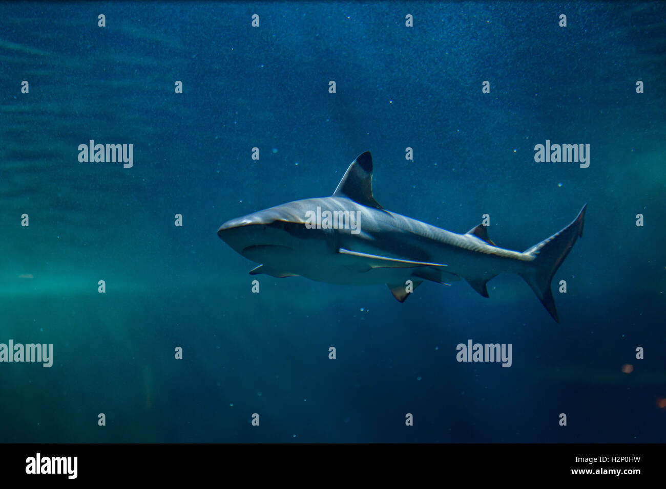 Schwarzspitzen-Riffhai (Carcharhinus Melanopterus) im Aquarium Biarritz ...