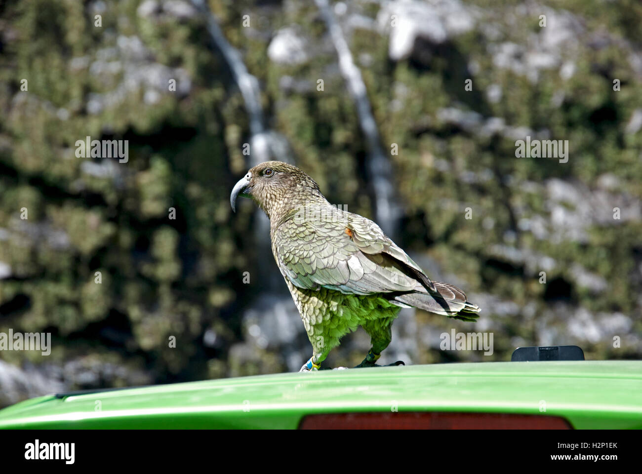 Kea bird -Fotos und -Bildmaterial in hoher Auflösung – Alamy