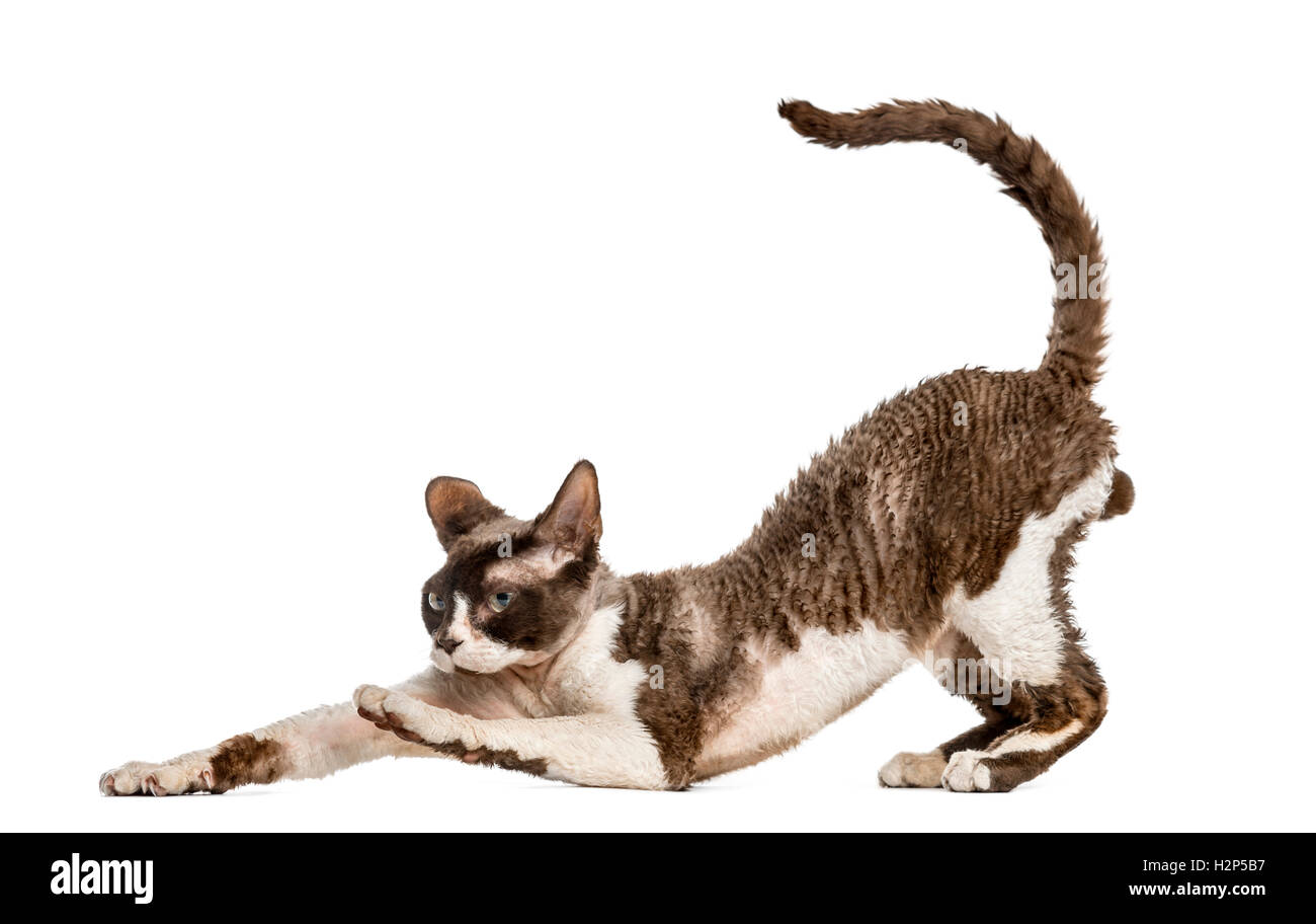 Seitenansicht einer Devon Rex Katze Stretching isoliert auf weiss ...