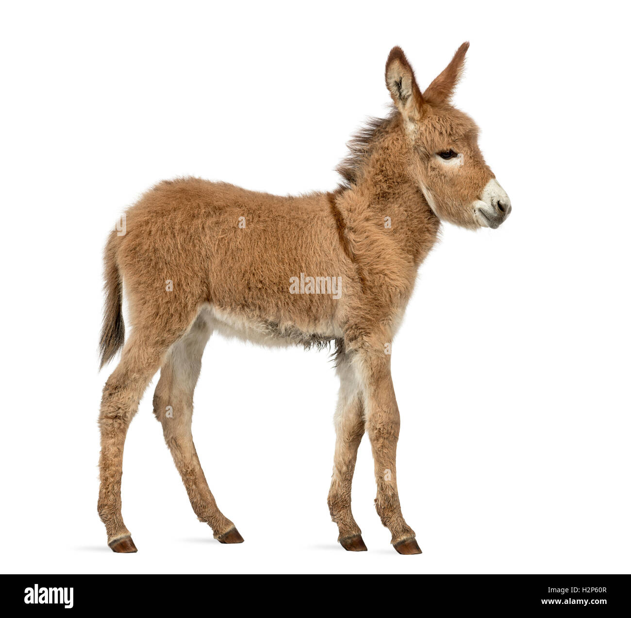 Esel seitenansicht -Fotos und -Bildmaterial in hoher Auflösung – Alamy