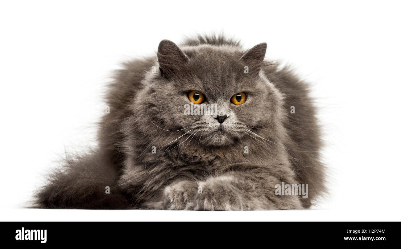 Katze liegend abgewand -Fotos und -Bildmaterial in hoher Auflösung – Alamy