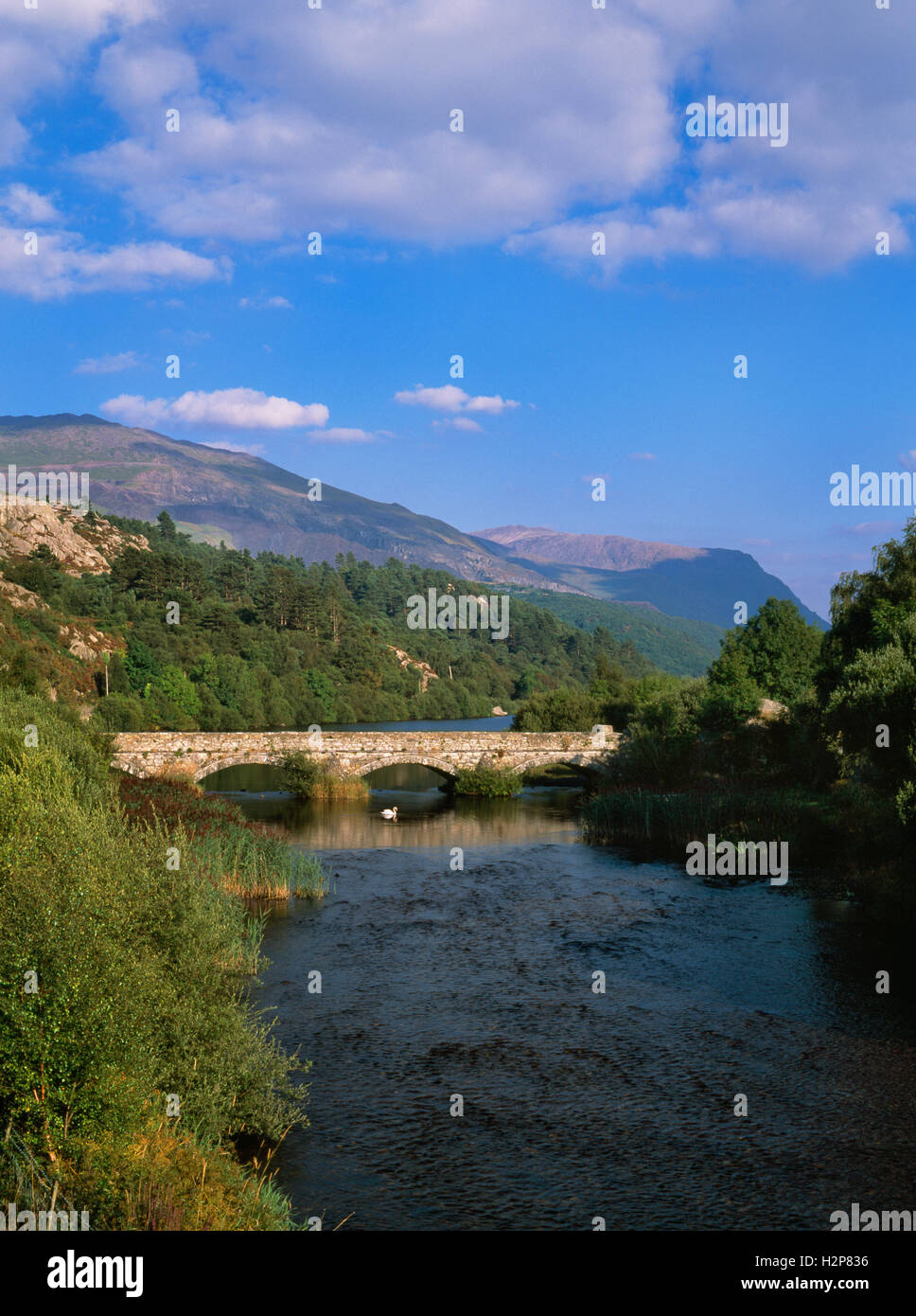 Schiefer eiche gebaut -Fotos und -Bildmaterial in hoher Auflösung – Alamy